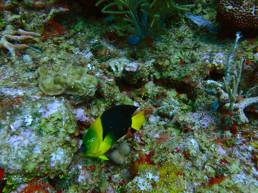Turneffe Atoll Diving - Belize Magical Adventures
